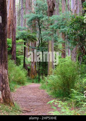 The eucalyptus trees of Sherbrooke Forest, Dandenongs, Victoria ...