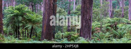 The eucalyptus trees of Sherbrooke Forest, Dandenongs, Victoria ...