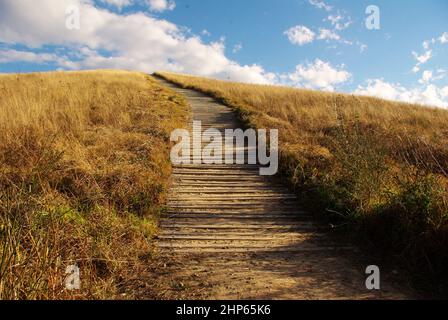 A beautiful shot of a field of withering grass and trees in the ...