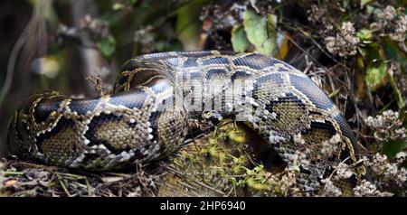 A mature Burmese Python near Yung Shue Wan on Lamma island in Hong Kong ...