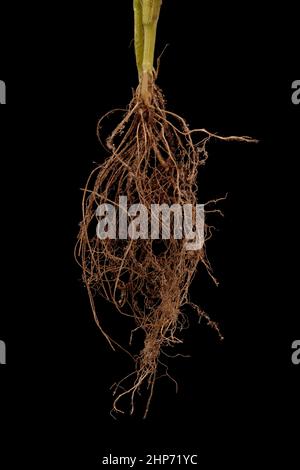 Roots of the annual meadow-grass, Poa annua. The pictures shows the ...