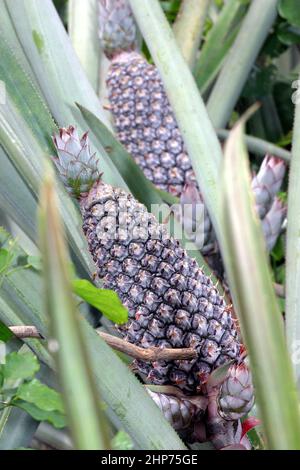 Pineapple for fair trade export growing in Ghana West Africa Stock ...