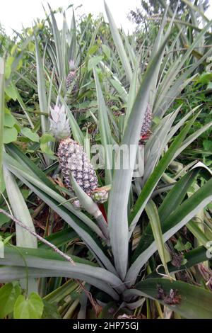 Pineapple for fair trade export growing in Ghana West Africa Stock ...