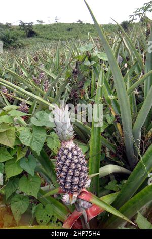Pineapple for fair trade export growing in Ghana West Africa Stock ...