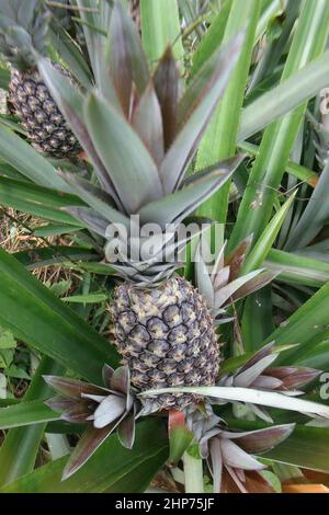 Pineapple for fair trade export growing in Ghana West Africa Stock ...