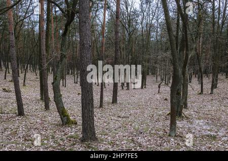 Forest in Bialoleka district on the edge of Warsaw city, Poland Stock ...