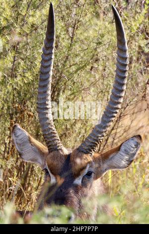 Waterbuck Bull, South Africa Stock Photo - Alamy