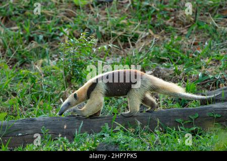 Northern Tamandua (Tamandua mexicana), aka Northern Anteater, climbing ...