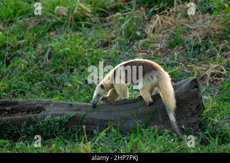 Northern Tamandua (Tamandua mexicana), aka Northern Anteater, climbing ...