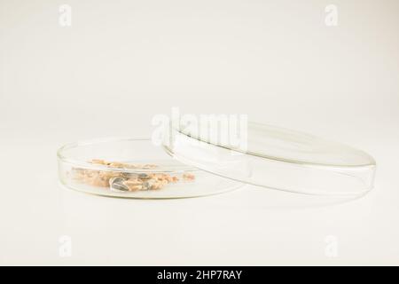 glass scientific bowl with plant seeds for study Stock Photo - Alamy