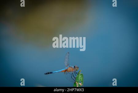 Blue Dragonfly hold on green leaf tree and copy space .Dragonfly in the ...