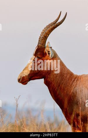 Blesbok Ram, South Africa Stock Photo - Alamy