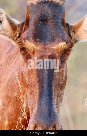 Red Hartebeest Bull, South Africa Stock Photo - Alamy