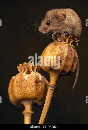 Closeup of a harvest mouse on dried plants Stock Photo - Alamy
