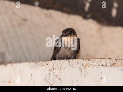 Rock martin (Ptyonoprogne fuligula), resting in a cliff, resting in a ...
