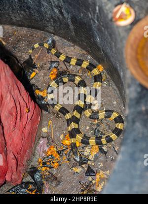 Banded Krait Snake seen in a temple at Hoollongapar Gibbon Sanctuary ...