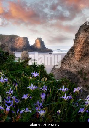 Wild iris flowers at Bandon Beach, Oregon Stock Photo - Alamy
