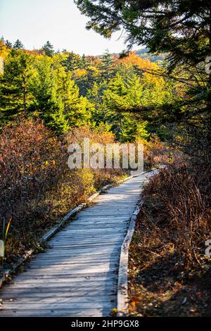 Cranberry Wilderness, West Virginia, scenic Stock Photo - Alamy