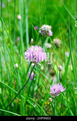 Purple chive blossoms in the spring garden Stock Photo - Alamy