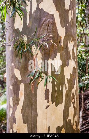 spotted gum tree Stock Photo - Alamy