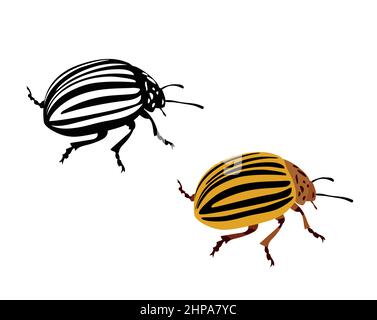 The Colorado potato beetle. Vector illustration Stock Vector Image ...