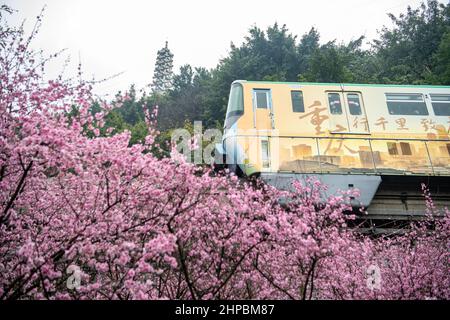 Chongqing. 20th Feb, 2022. A train runs past blooming flowers along ...