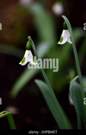 Galanthus Trumpolute,virescent hybrid snowdrop,green markings,virescent ...