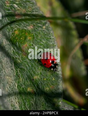 Beautiful photo of a ladybug sitting on a leaf on a sunny day Stock ...