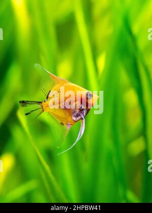 Red devil angelfish in tank fish with blurred background (Pterophyllum ...