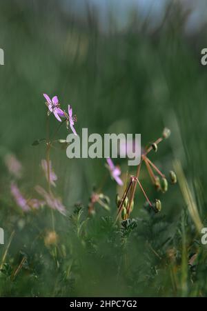 Closeup of the Erodium cicutarium, also known as redstem filaree Stock ...