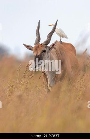 Eland Bull, South Africa Stock Photo - Alamy