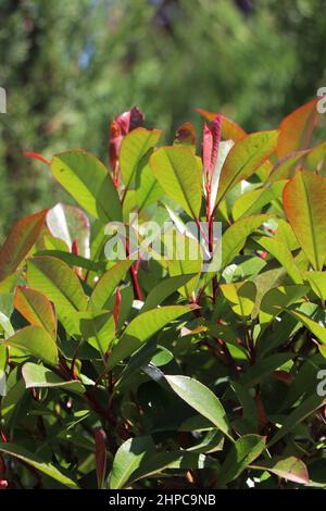 Photinia × fraseri 'Red Robin' in flower Stock Photo - Alamy