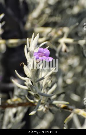 Eremophila nivea, commonly known as silky eremophila, is a flowering ...
