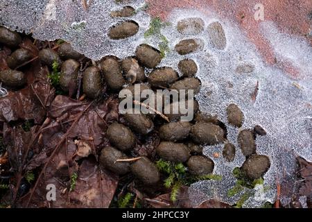 Roe deer Capreolus capreolus, droppings in snow, Moore Nature Reserve ...