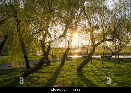 Golden Willow trees with spring leaves in fresh May 9th springtime ...