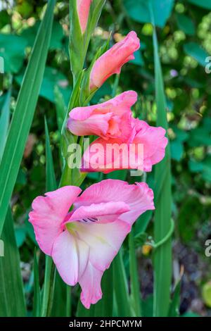 Beautiful and elegant pale light pink peach blossom flower on the tree ...