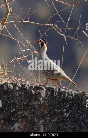 Arabian Partridge (Alectoris melanocephala) adult standing on rock ...