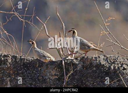 Arabian Partridge (Alectoris melanocephala) adult walking on rock ridge ...