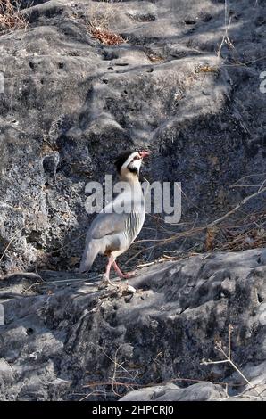 Arabian Partridge (Alectoris melanocephala), Oman, Asia Stock Photo - Alamy
