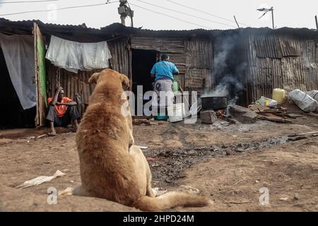 A stray dog waits outside a local restaurant in Kibera Slums, Nairobi ...