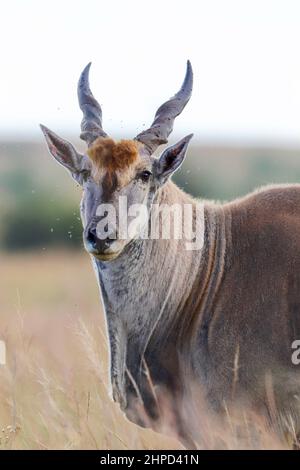 Eland Bull, South Africa Stock Photo - Alamy
