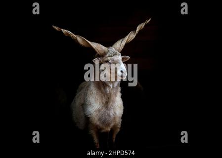 hungarian 'racka' sheep (Ovis aries strepsiceros Hortobagyiensis Stock ...