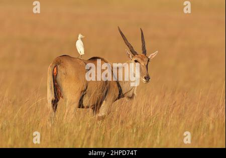 Eland Cow, South Africa Stock Photo - Alamy