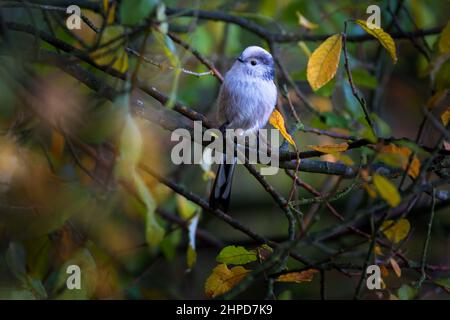 The long-tailed tit, long-tailed bushtit (Aegithalos caudatus) at a ...