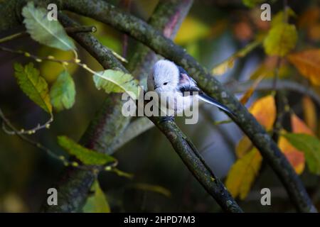 The long-tailed tit, long-tailed bushtit (Aegithalos caudatus) at a ...
