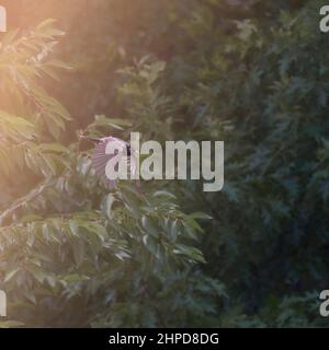 American Red Robin with a kill Stock Photo - Alamy