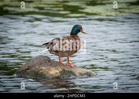 A mallard drake in eclipse plumage Stock Photo - Alamy