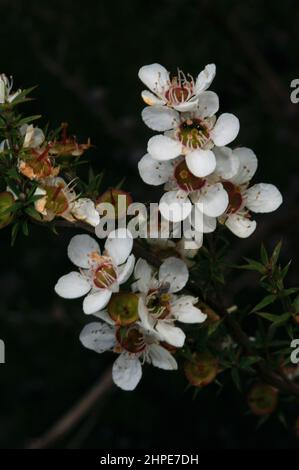 Prickly Tea Tree (Leptospermum Continentale) always makes a pretty ...