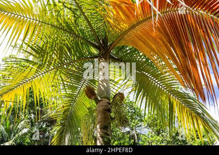 Palmiste palm (Deckenia nobilis), known as ‘millionaire’s salad palm ...