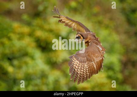 Spectacled Owl in flight Stock Photo - Alamy